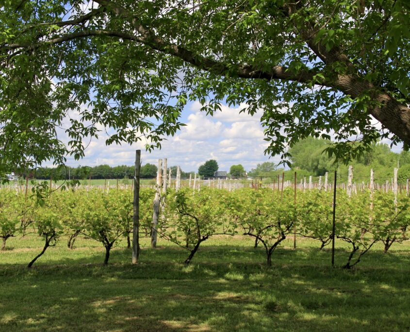 Visite et dégustation | Vignoble Lano d'or | Lanoraie